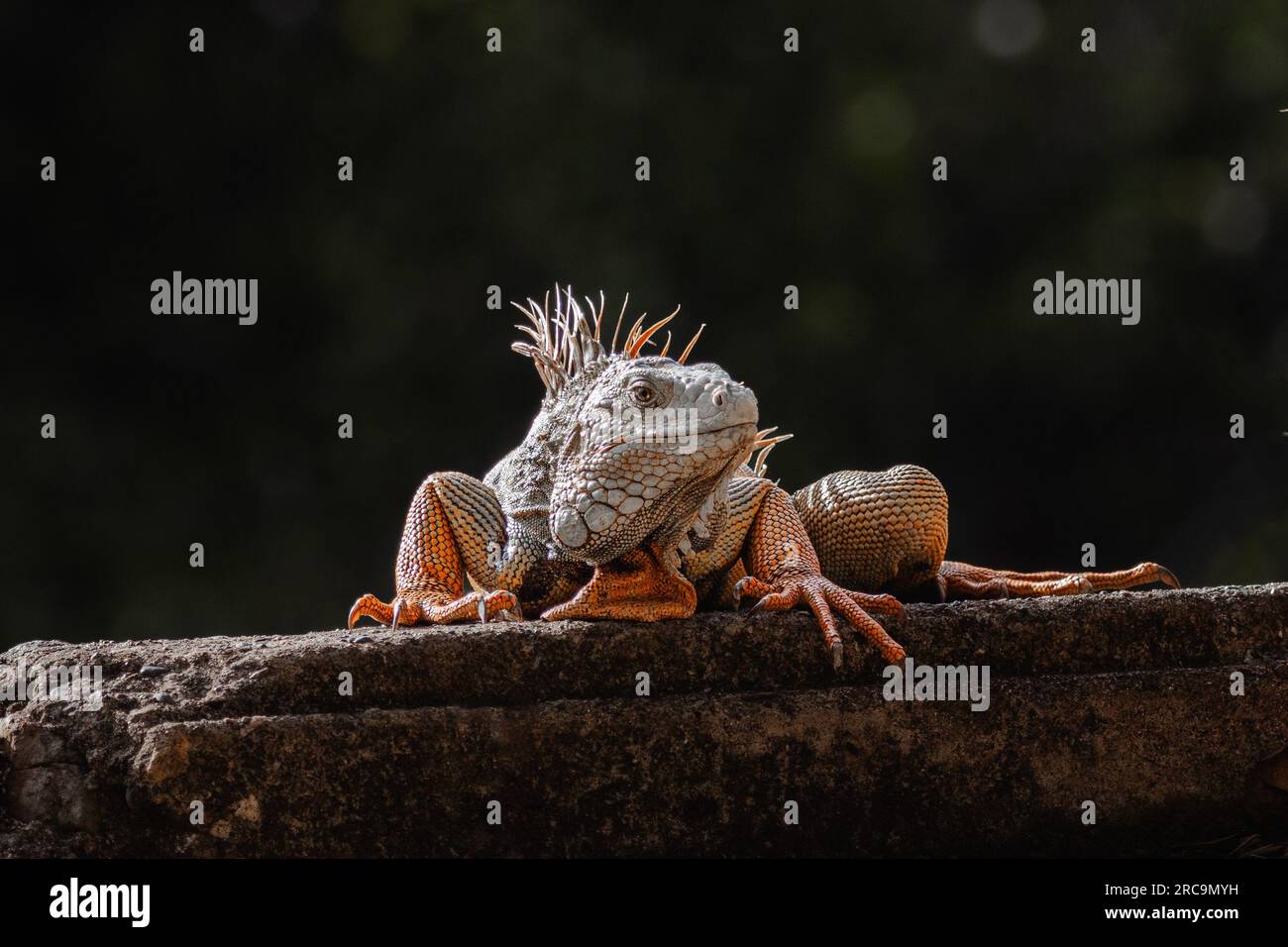 Puerto rico wild iguana side head portrait looking to the camera from ...