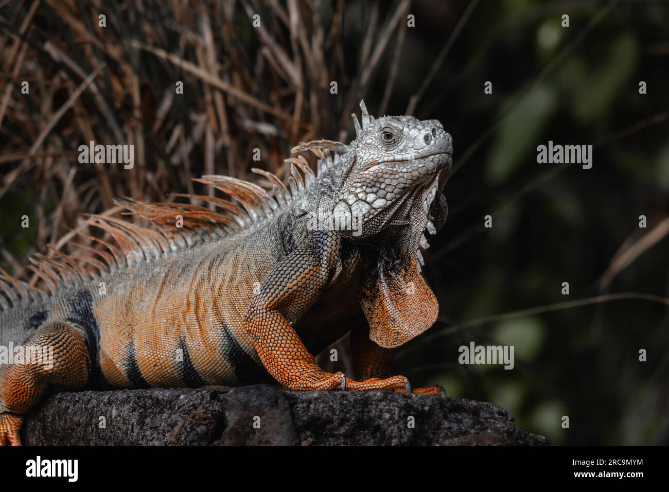 Iguana puerto rico hi-res stock photography and images - Alamy