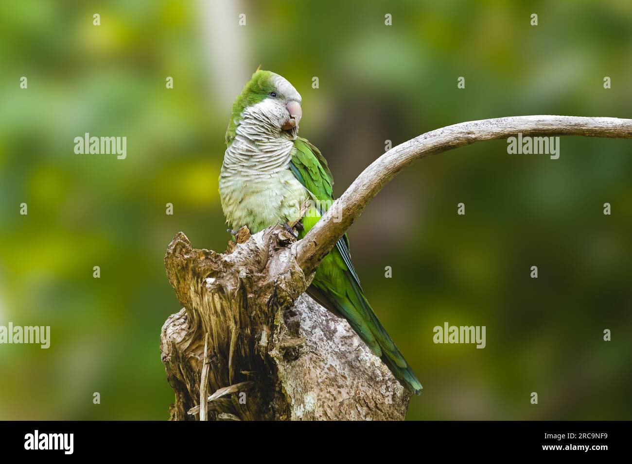 Male monk parakeet side portrait standing on a tree branch from puerto ...