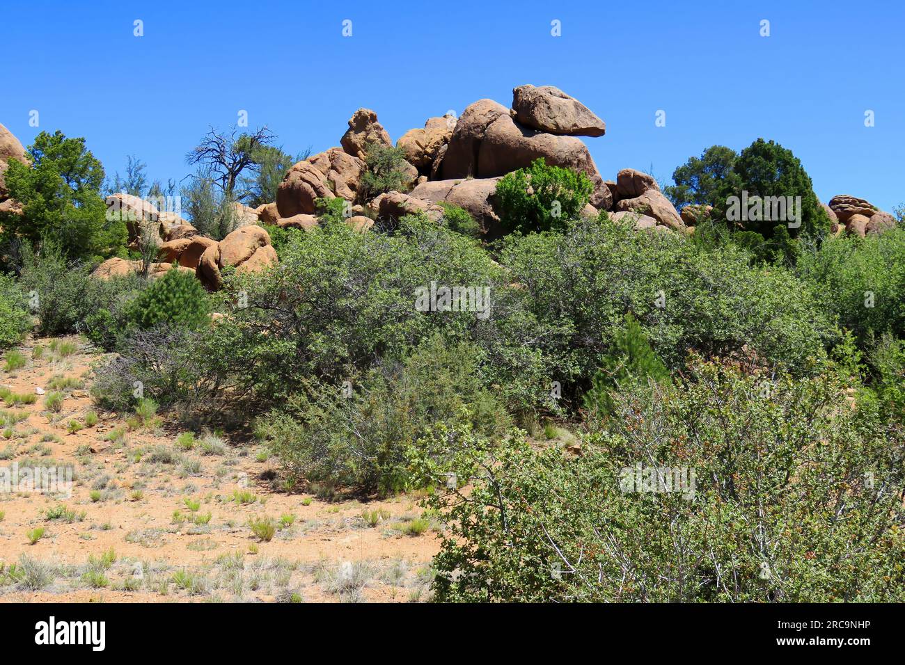Kaibab National Forest north central in Arizona Stock Photo - Alamy