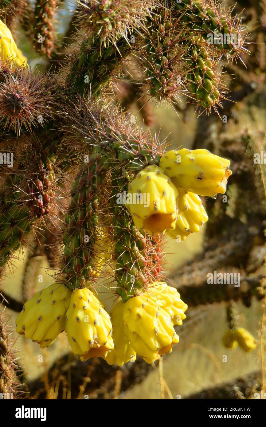 Cholla fruit hi-res stock photography and images - Alamy