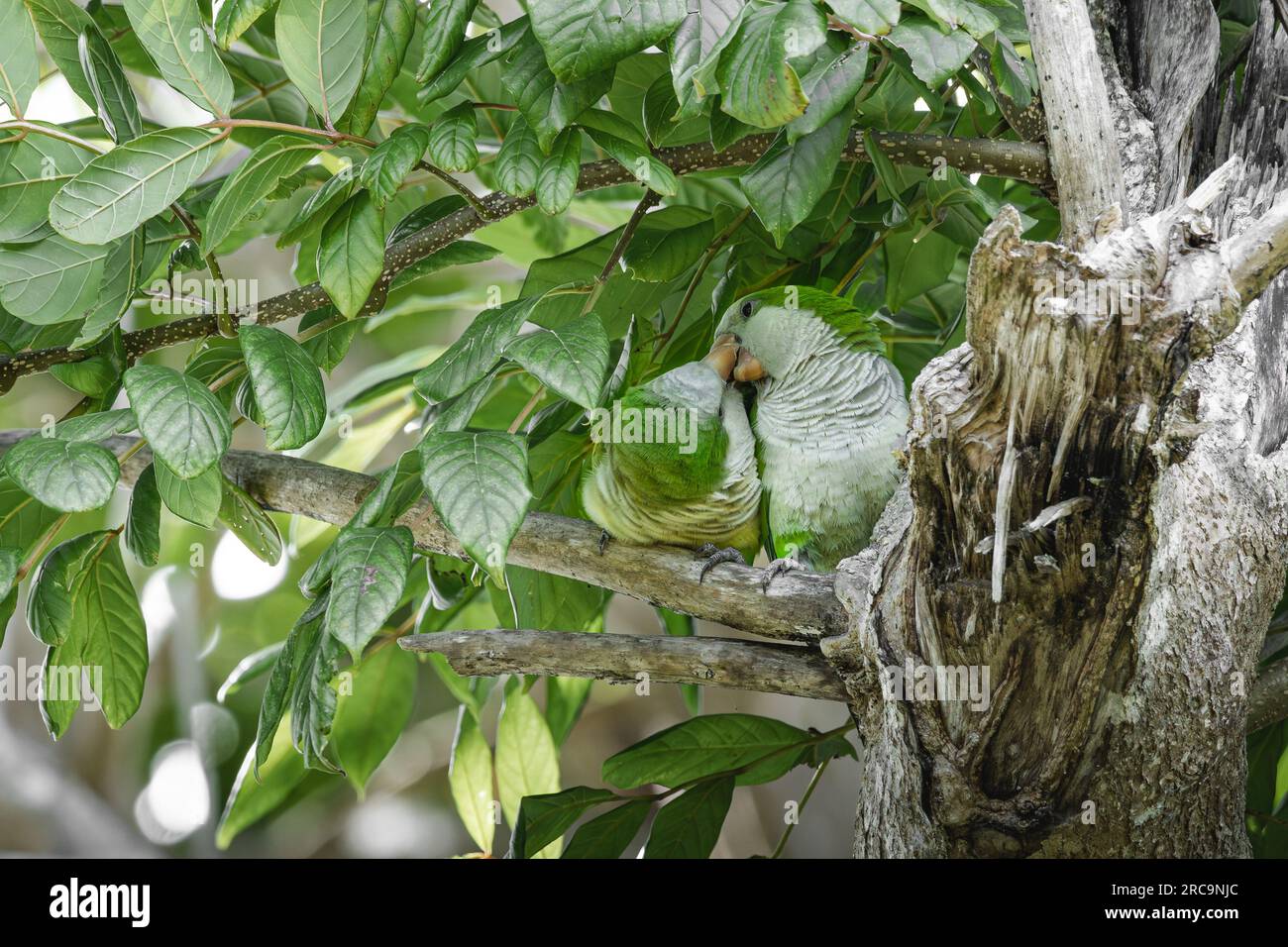 Couple of monk parakeet kissing each other standing on a tree branch ...