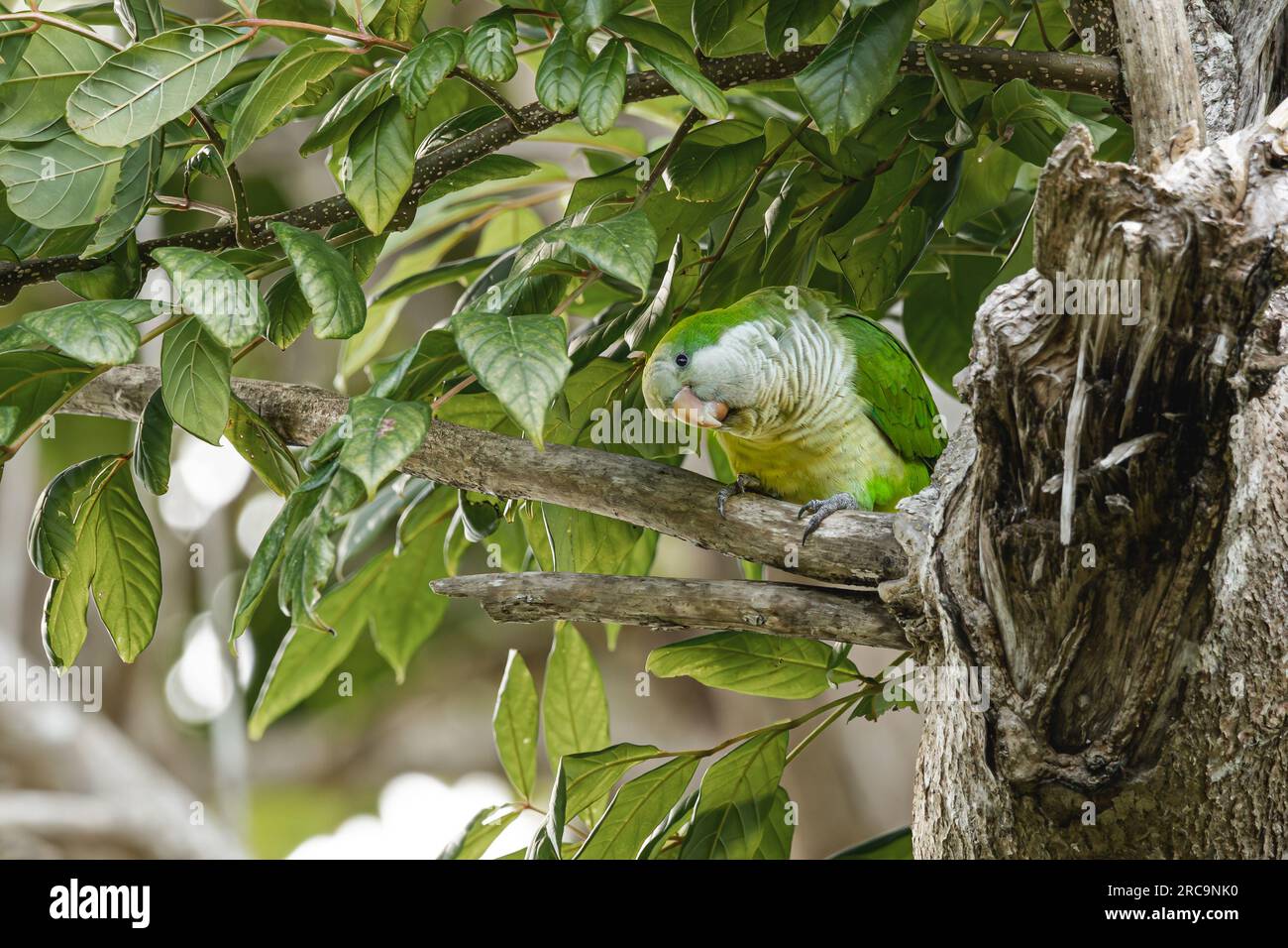 Monk parakeet side portrait looking to the camera standing on a tree ...