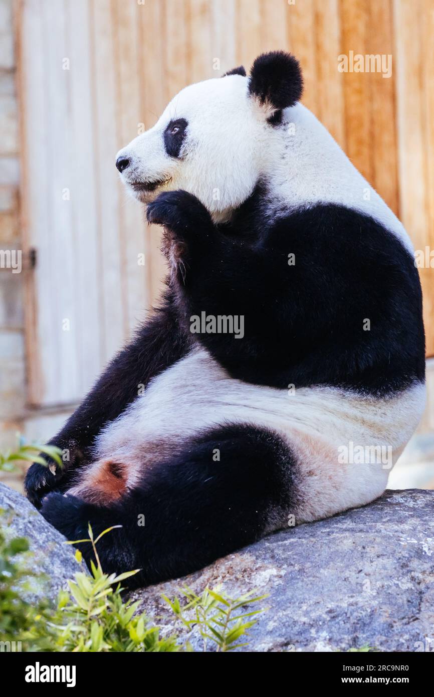 Giant Panda in Australia Stock Photo - Alamy