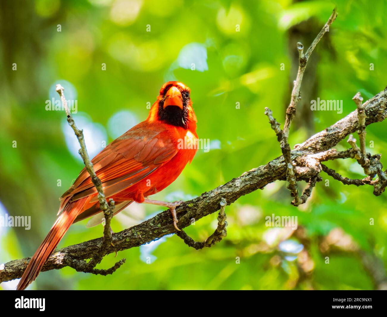 Cardinal singing hi-res stock photography and images - Alamy