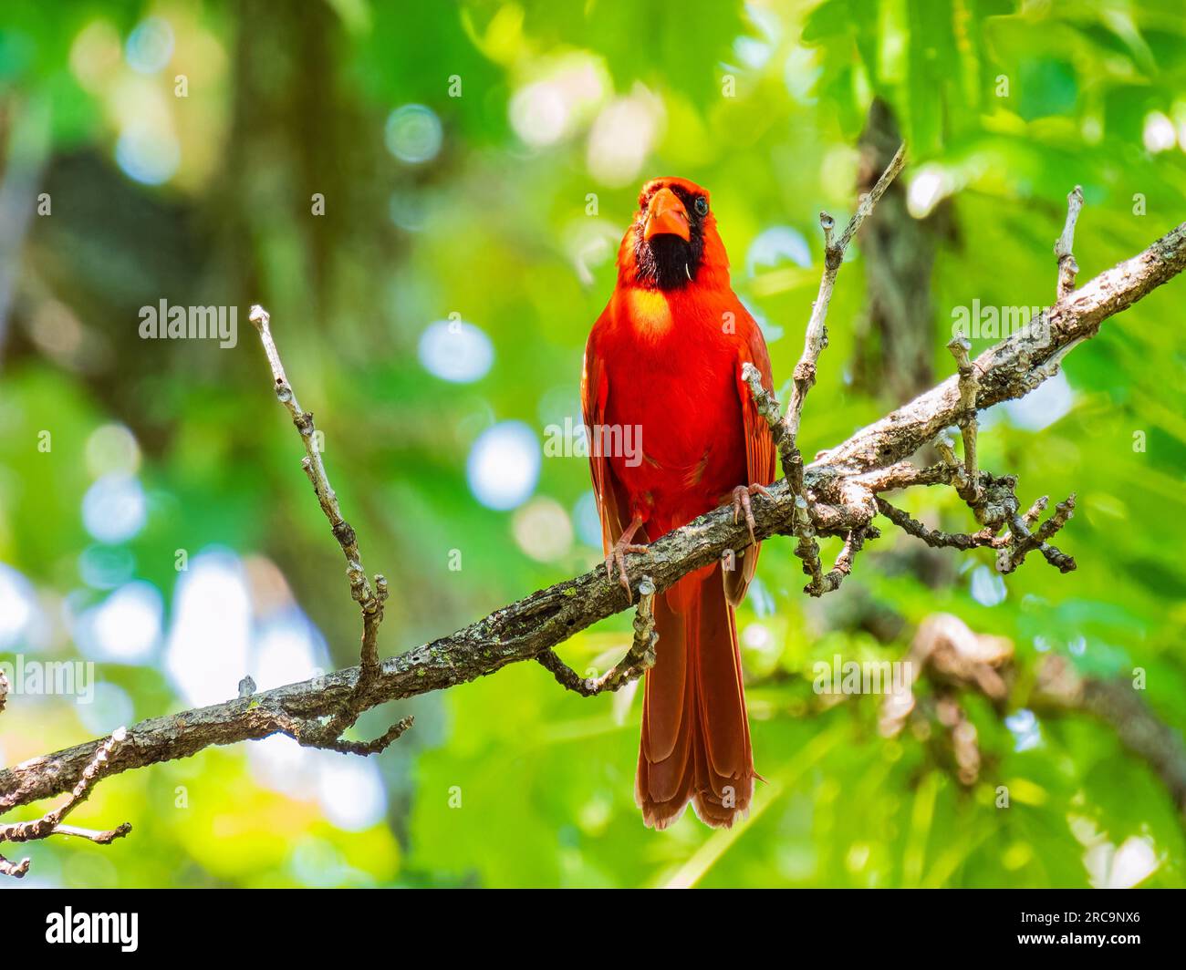 Cardinal singing hi-res stock photography and images - Alamy