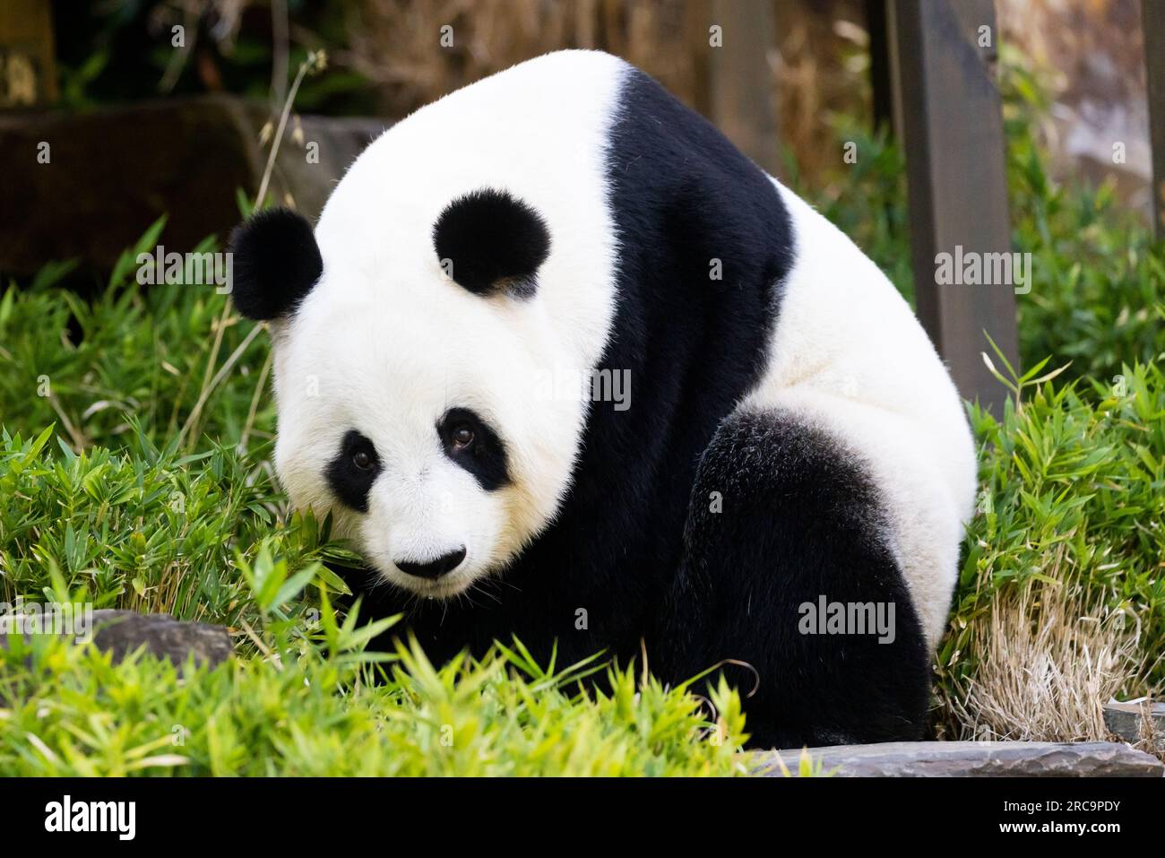 Giant Panda in Australia Stock Photo - Alamy