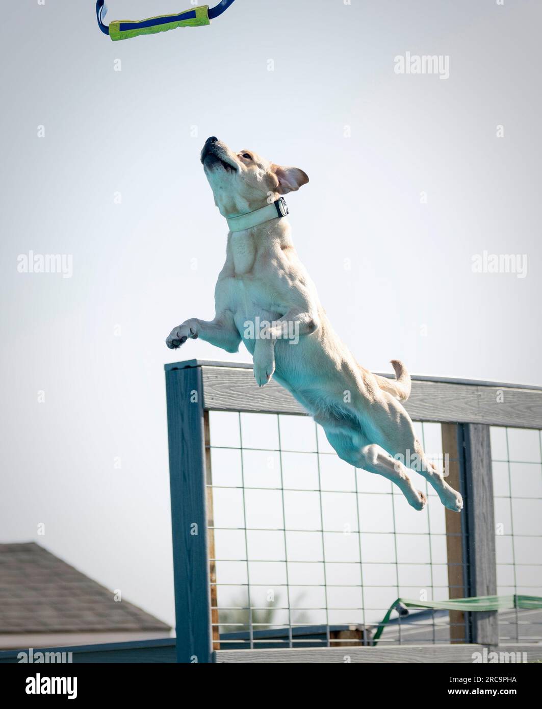 yellow Labrador Retriever jumping off a dock looking to catch a toy ...