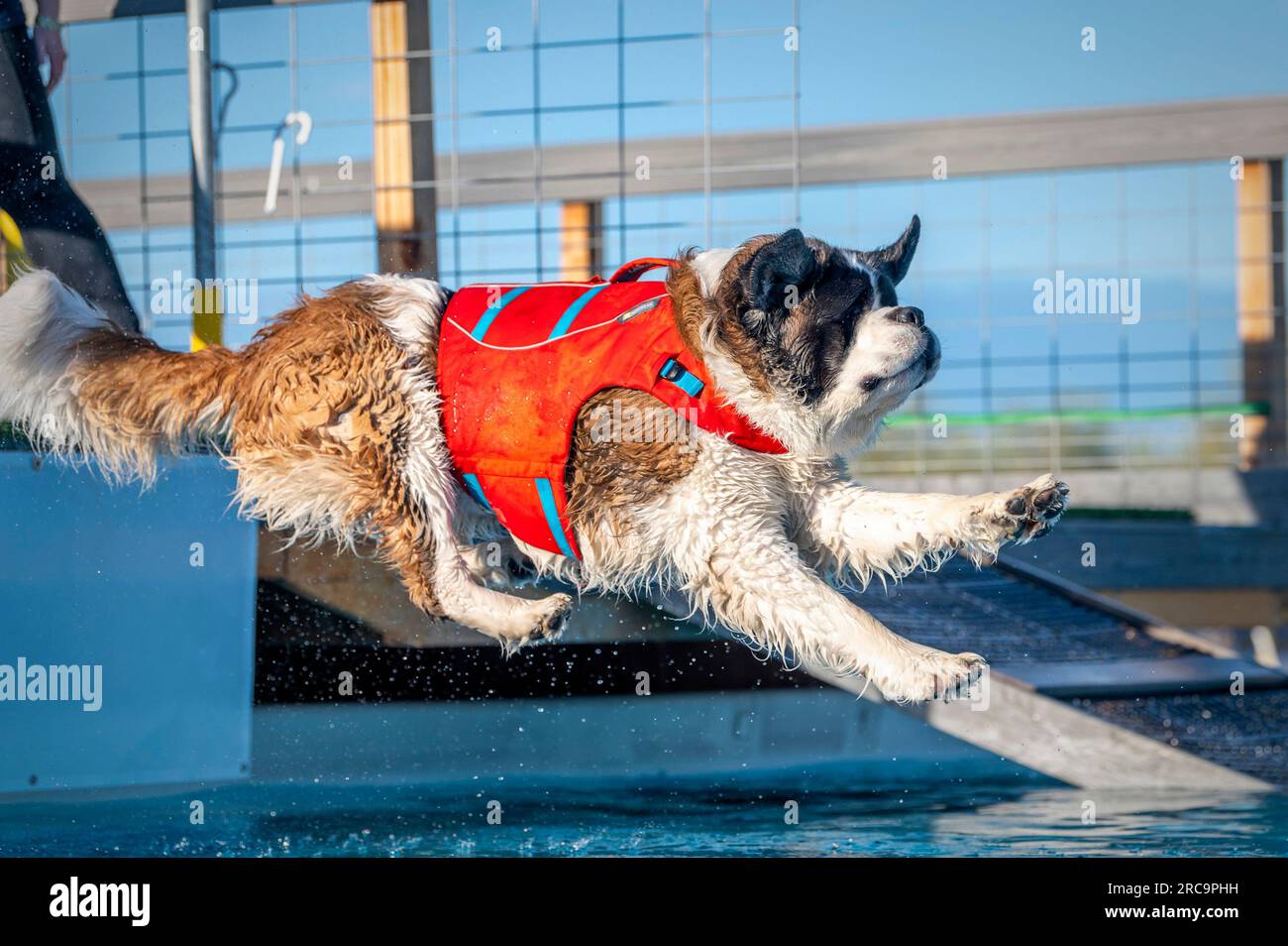 Dock dog jumping into pool hi-res stock photography and images - Alamy