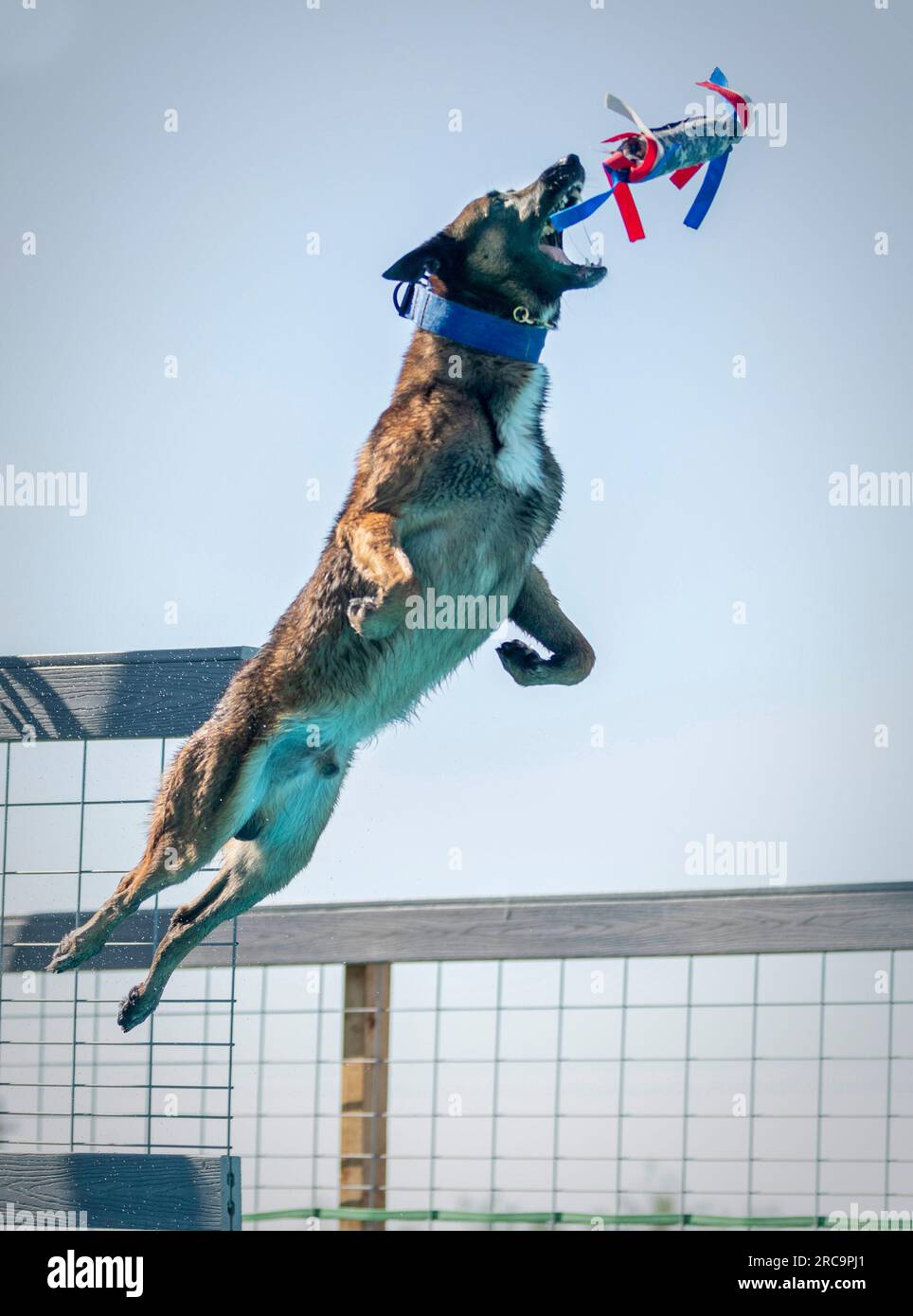 Jumping belgian malinois hi-res stock photography and images - Alamy