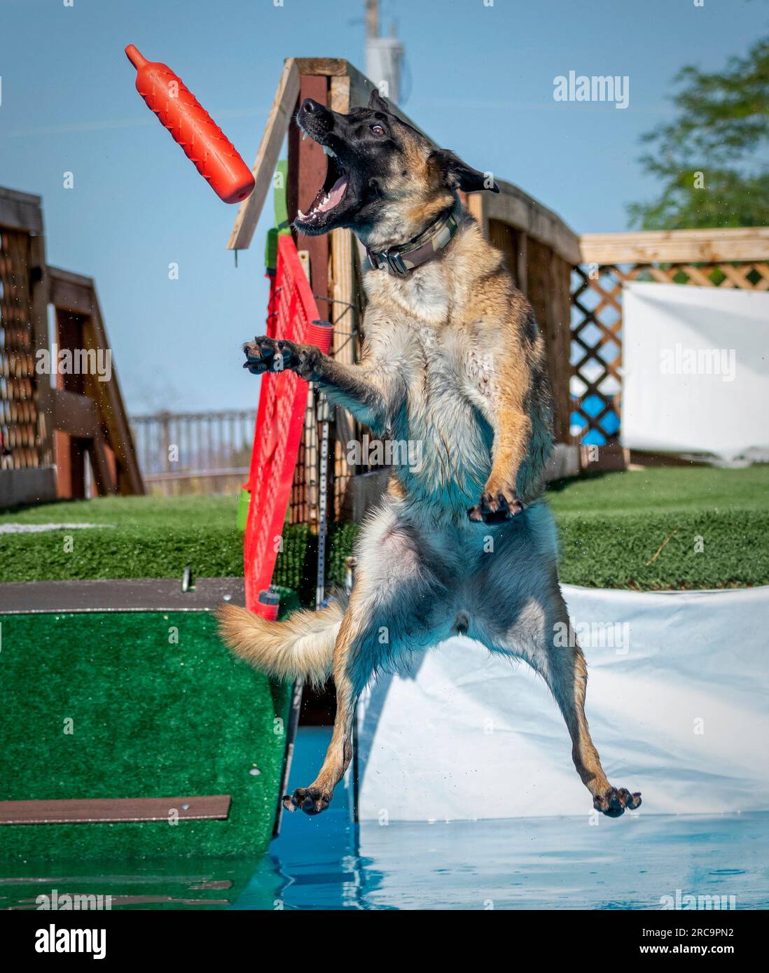 Belgian Malinois dog catching an orange bumper after jumping off a dock ...