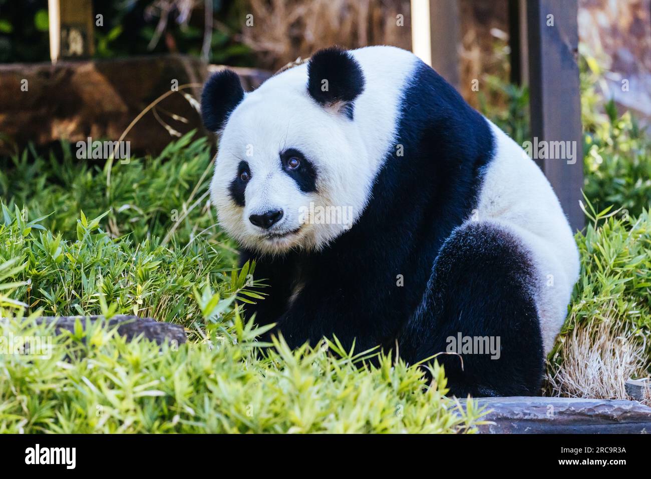 Giant Panda in Australia Stock Photo - Alamy