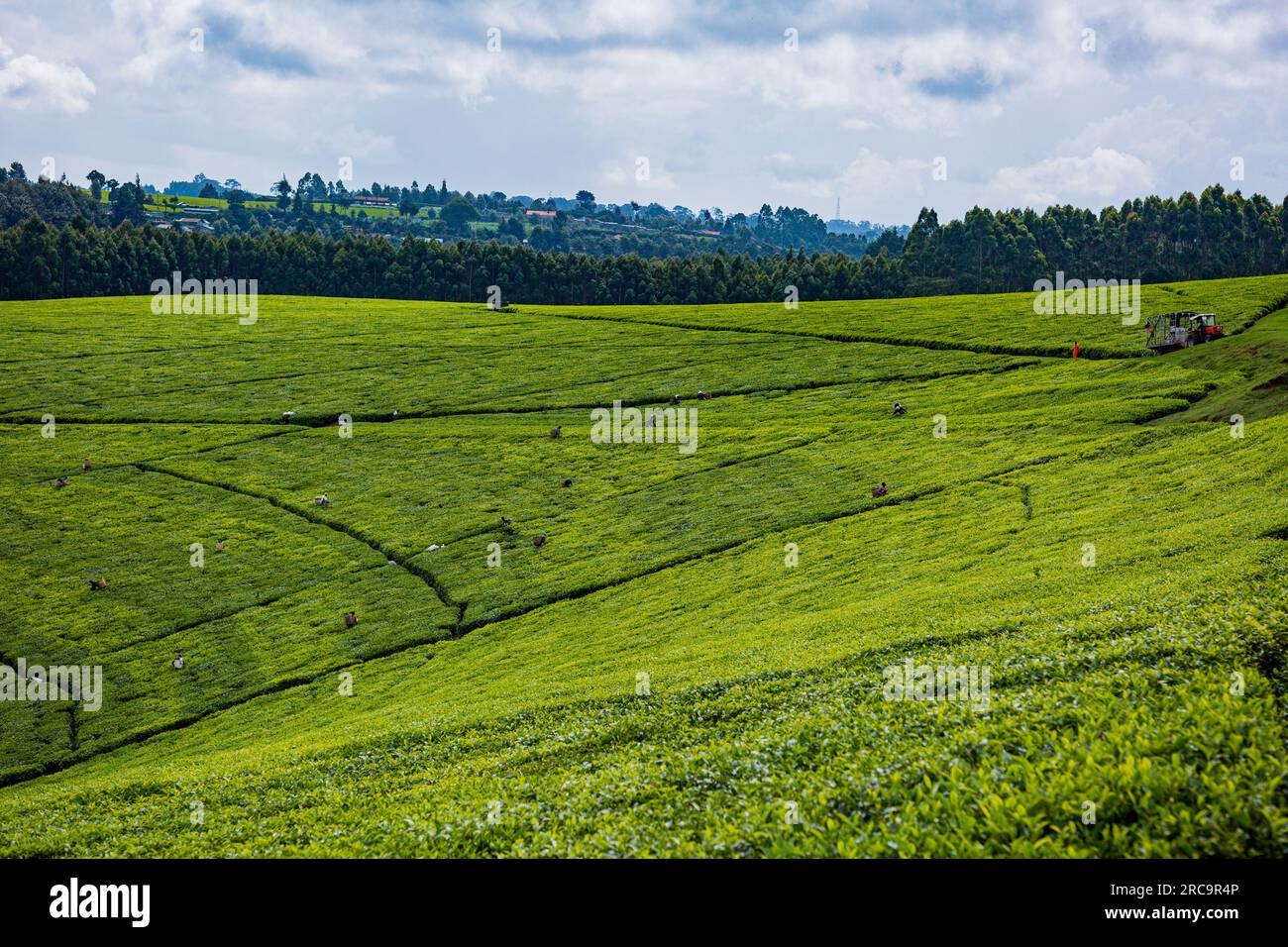Kiambu County Landscapes Highway Road Tea Leaves Farm Farming Kiambu is ...