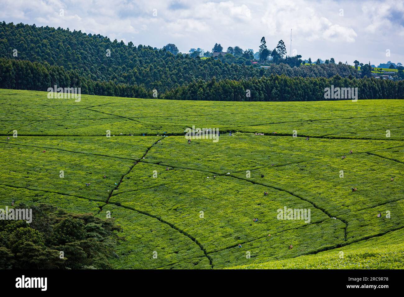 Kiambu County Landscapes Highway Road Tea Leaves Farm Farming Kiambu is ...