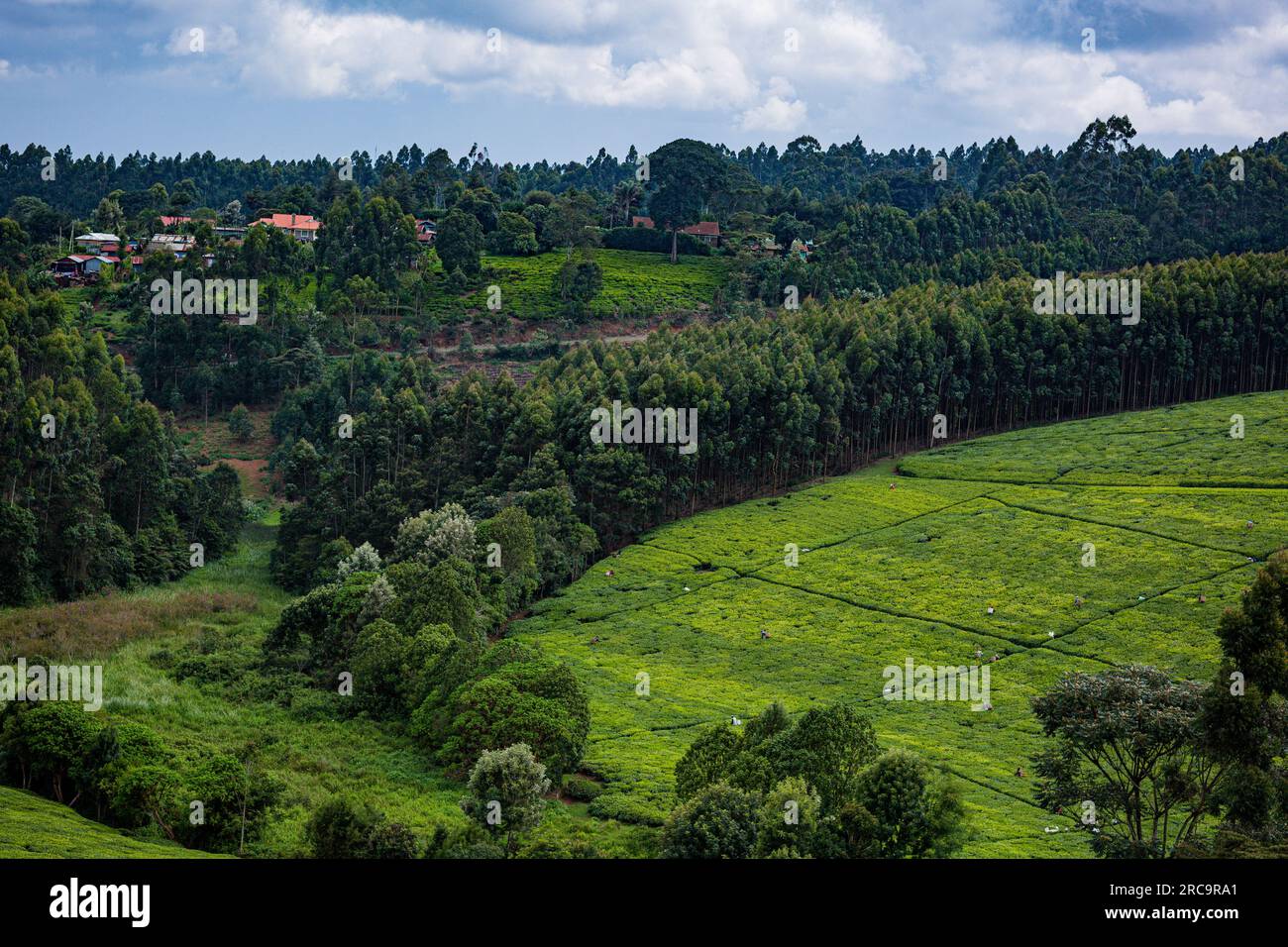 Kiambu County Landscapes Highway Road Tea Leaves Farm Farming Kiambu is ...