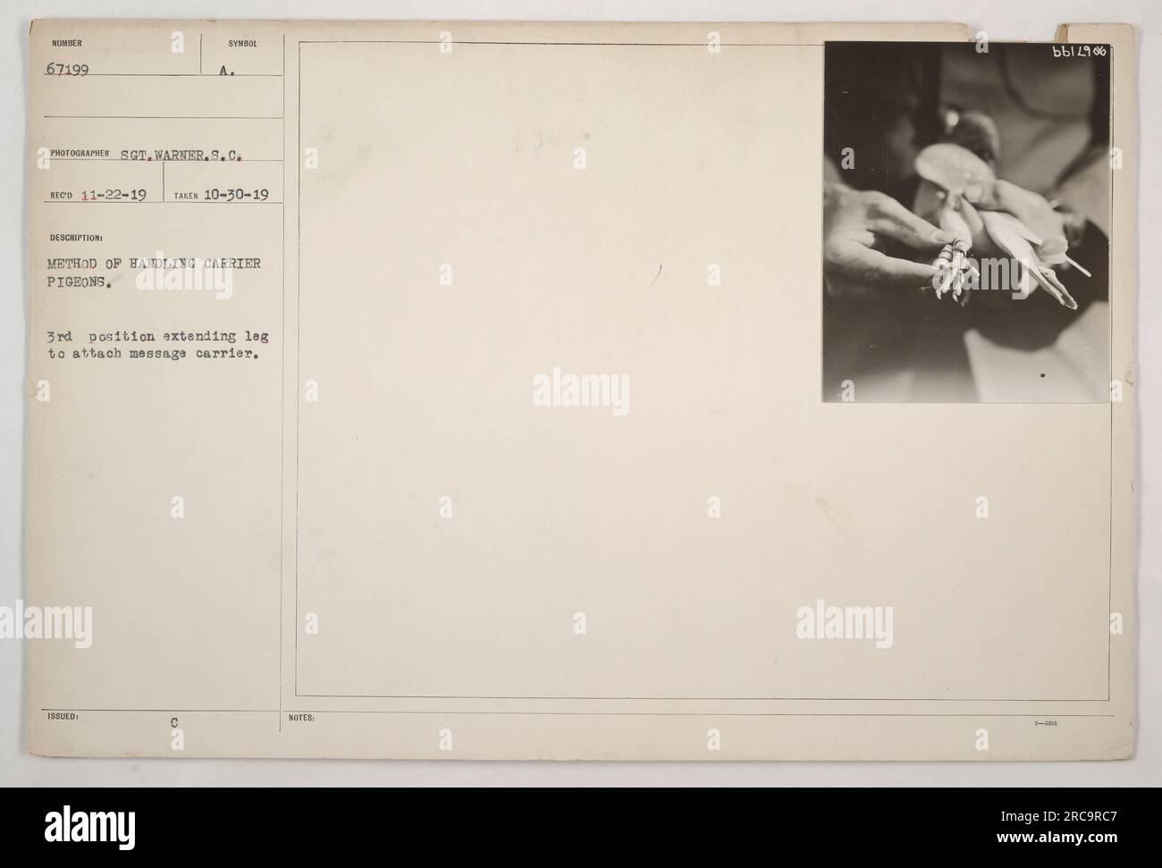 Carrier pigeon handling procedure hi-res stock photography and images ...