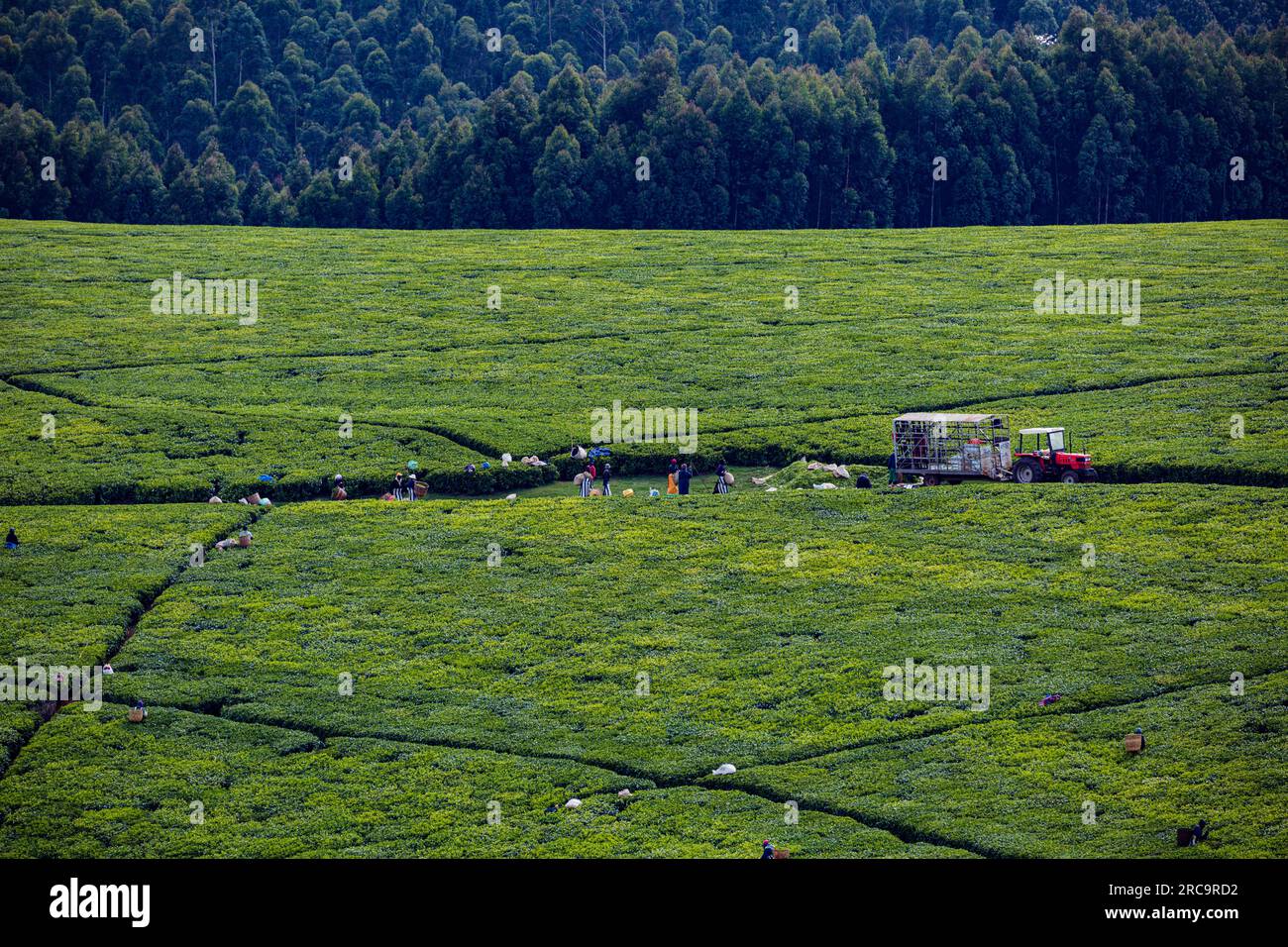 Kiambu County Landscapes Highway Road Tea Leaves Farm Farming Kiambu is ...