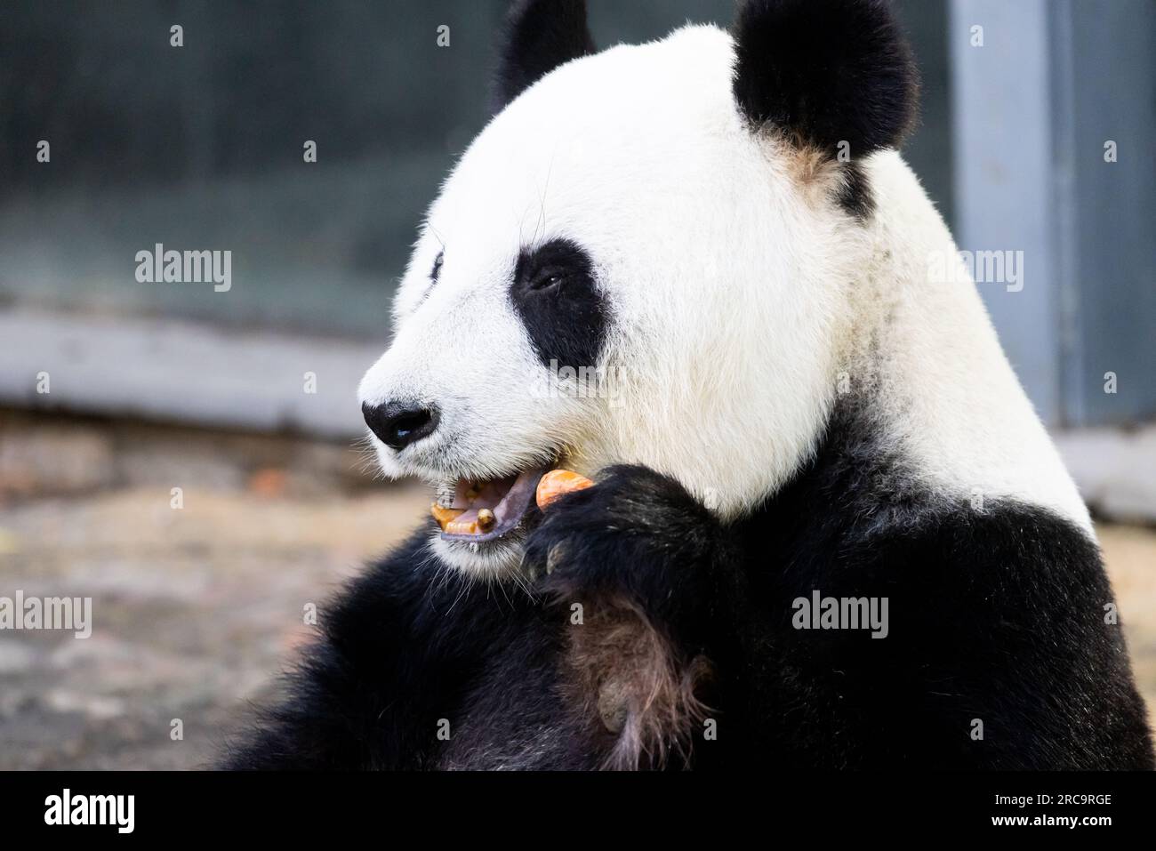 Giant Panda in Australia Stock Photo - Alamy