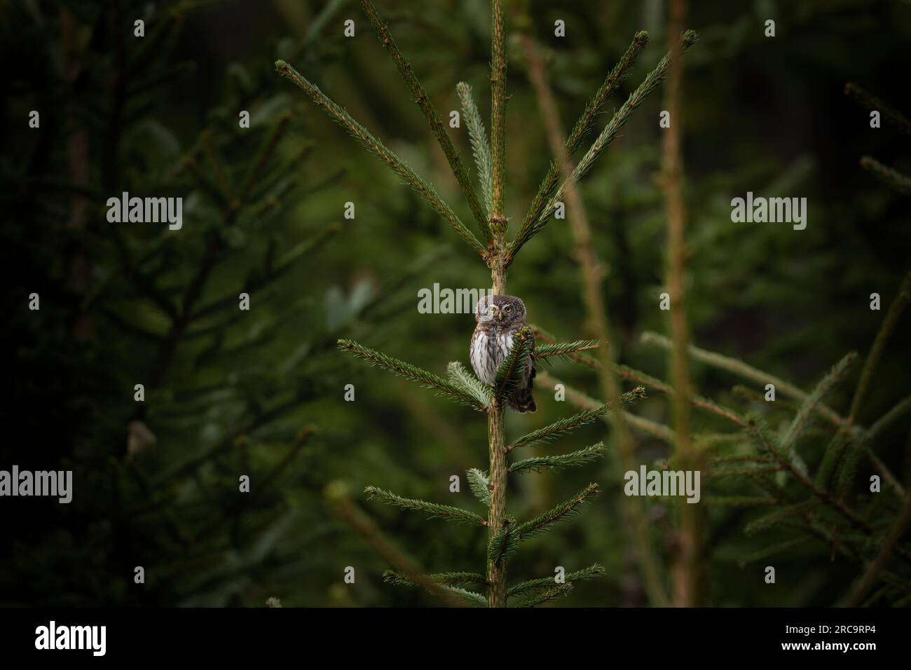Eurasian pygmy owl is sitting on the tree. Glaucidium passerinum is ...