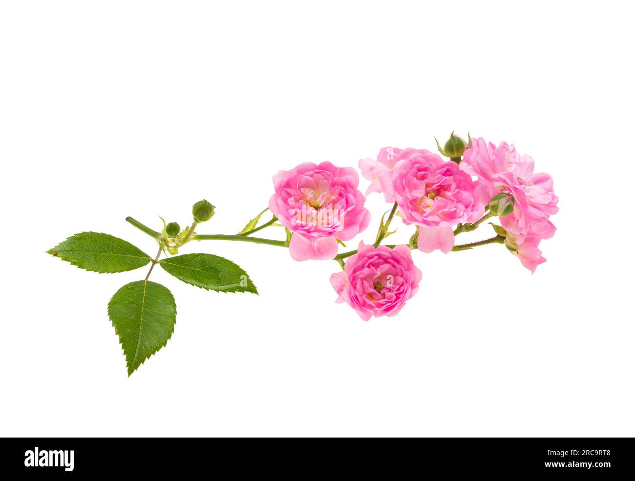 branch with small roses isolated on white background Stock Photo - Alamy