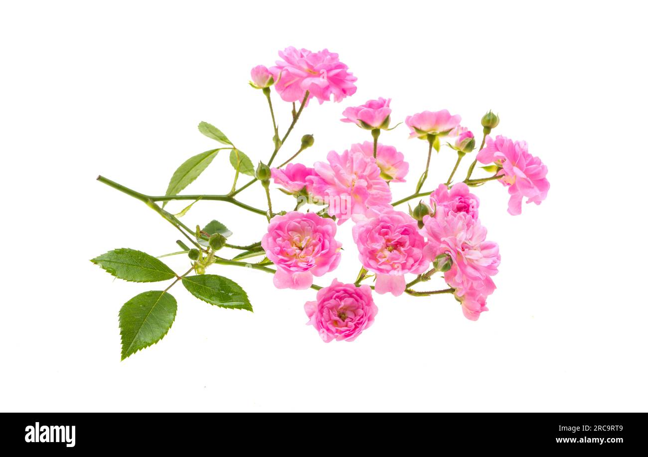 branch with small roses isolated on white background Stock Photo - Alamy