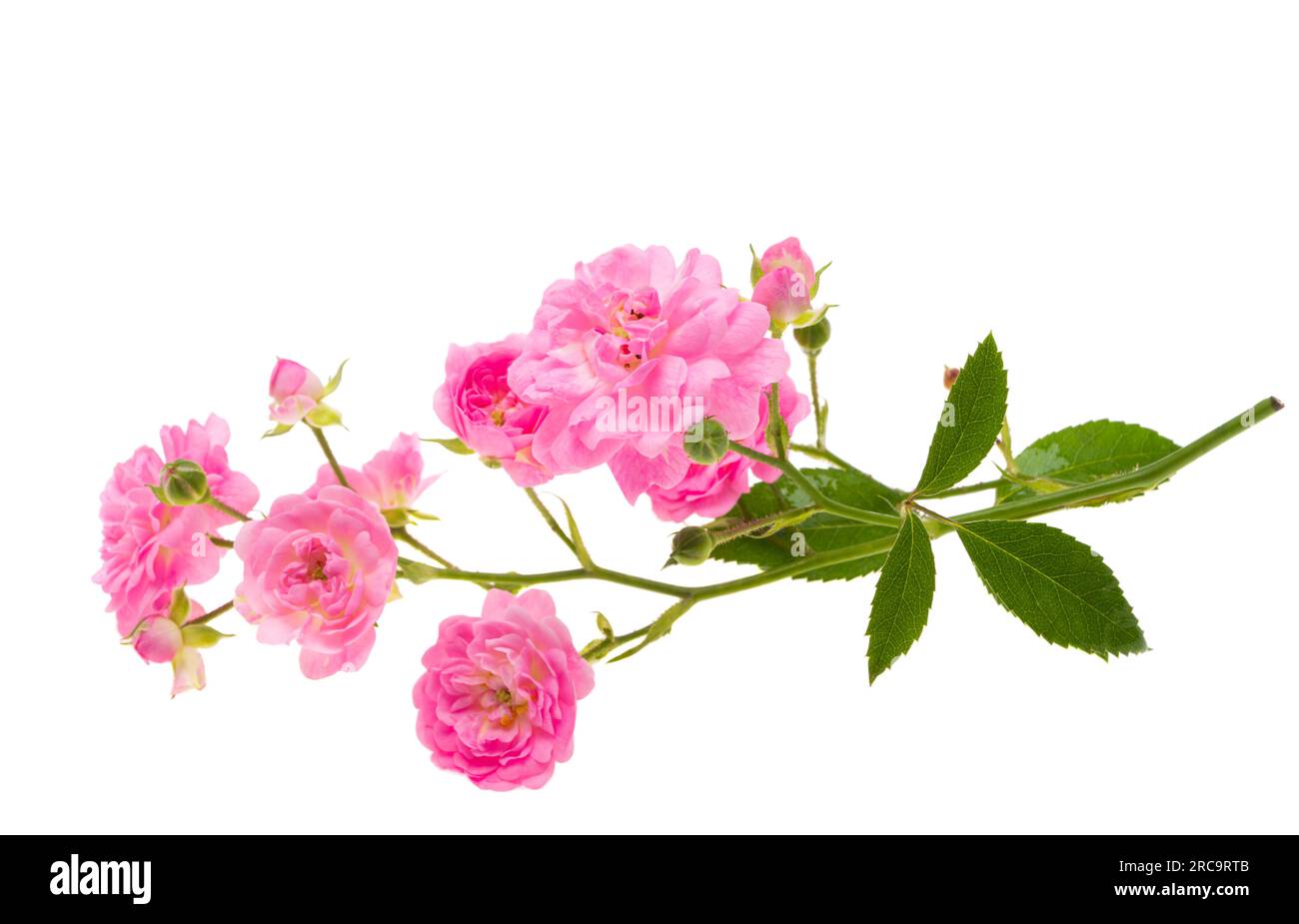 branch with small roses isolated on white background Stock Photo - Alamy