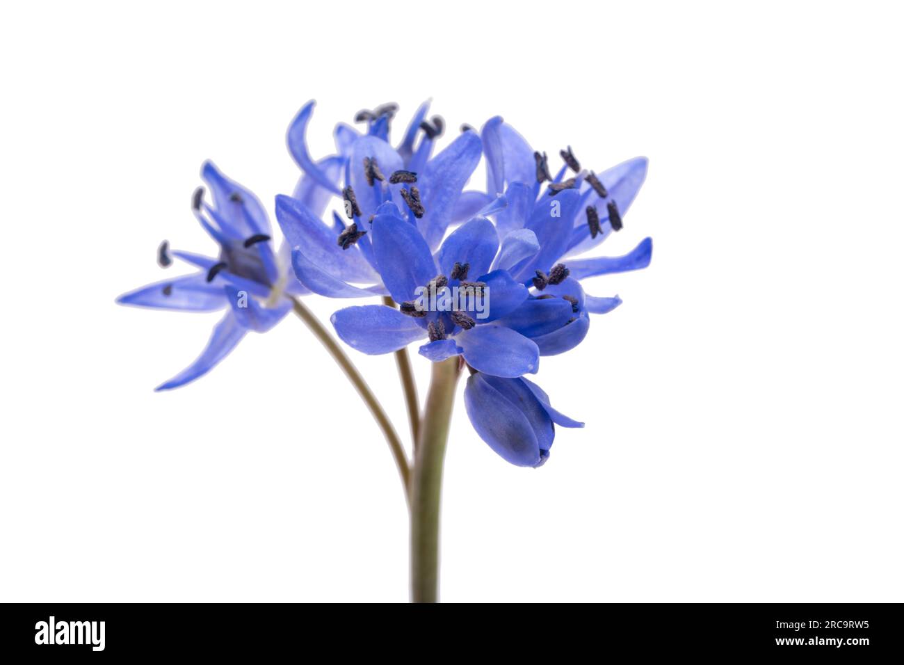 spring blue flower isolated on white background Stock Photo - Alamy
