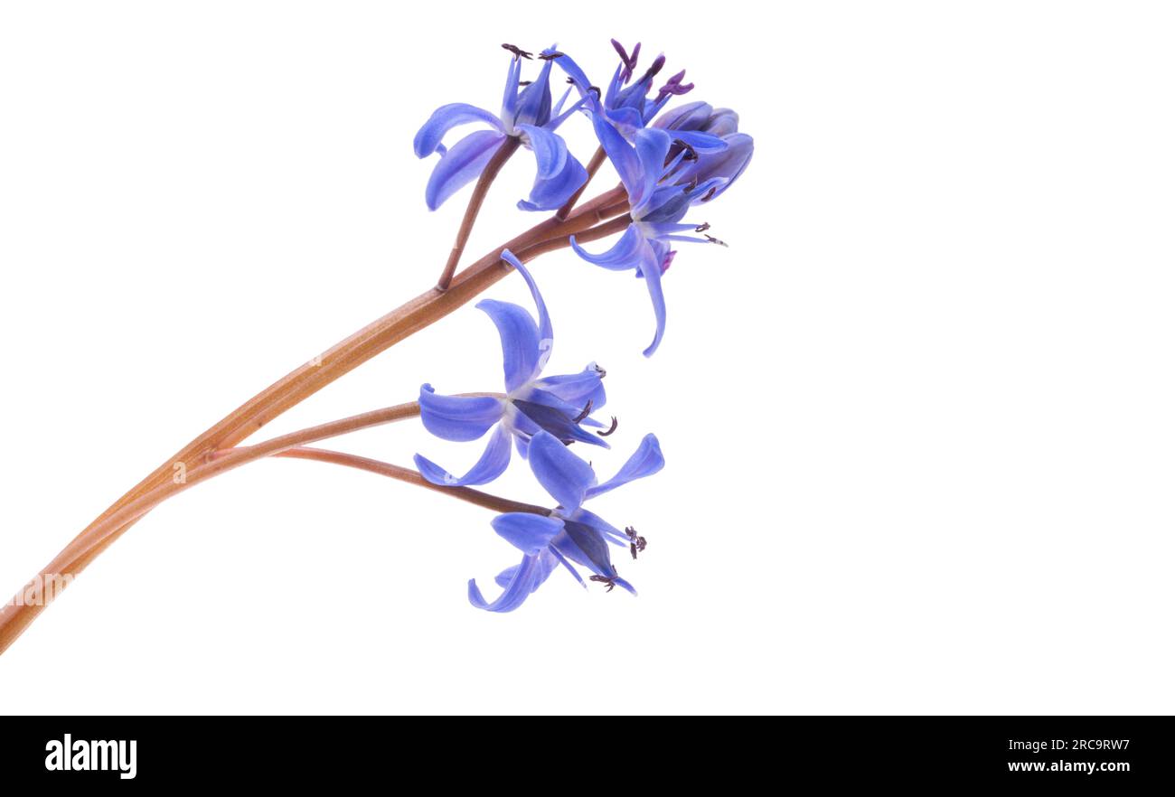 spring blue flower isolated on white background Stock Photo - Alamy