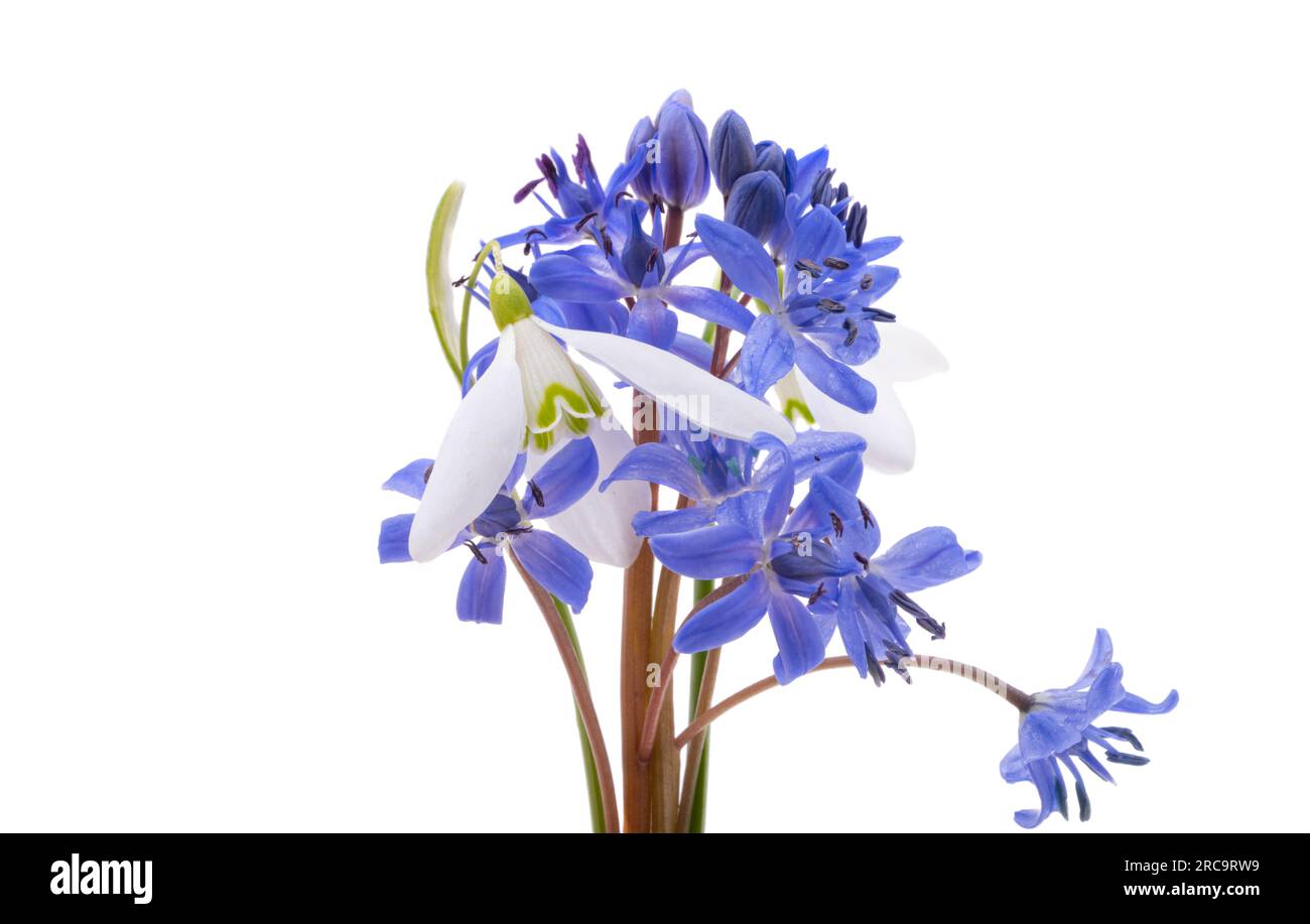 spring blue flower isolated on white background Stock Photo - Alamy