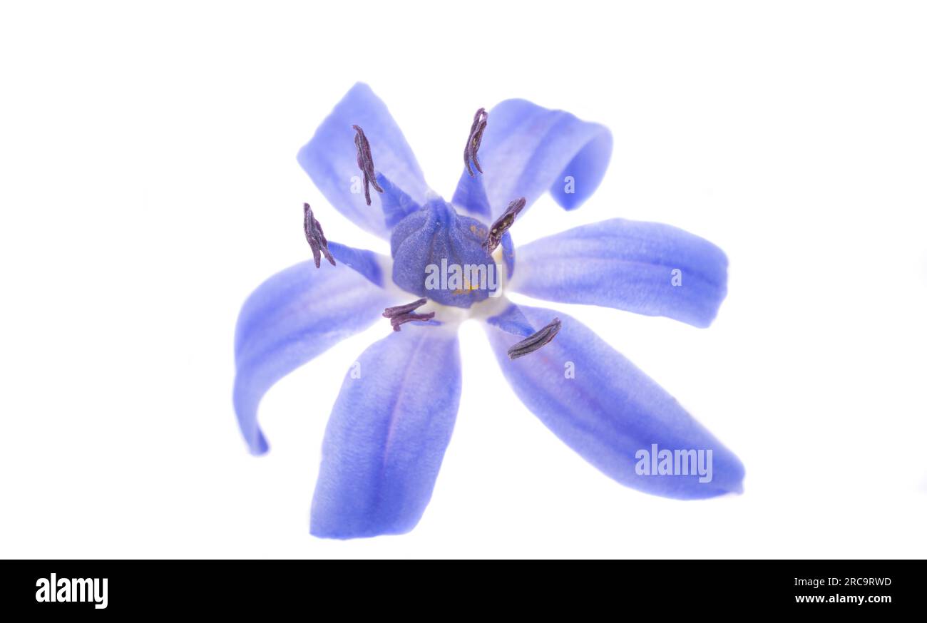 spring blue flower isolated on white background Stock Photo - Alamy