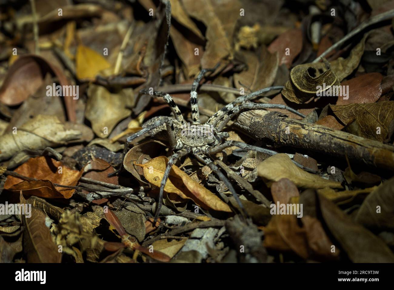 Wolf spider hunting at night on the forest floor. Nature in the Kirindy ...