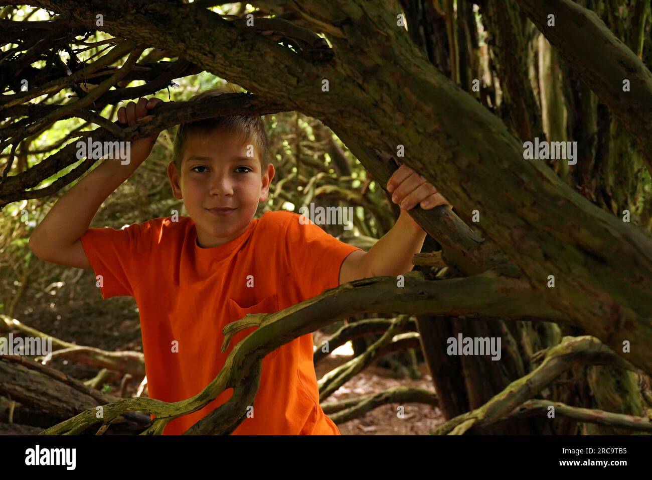 A cute boy stands under the roots of a fallen huge tree Stock Photo - Alamy