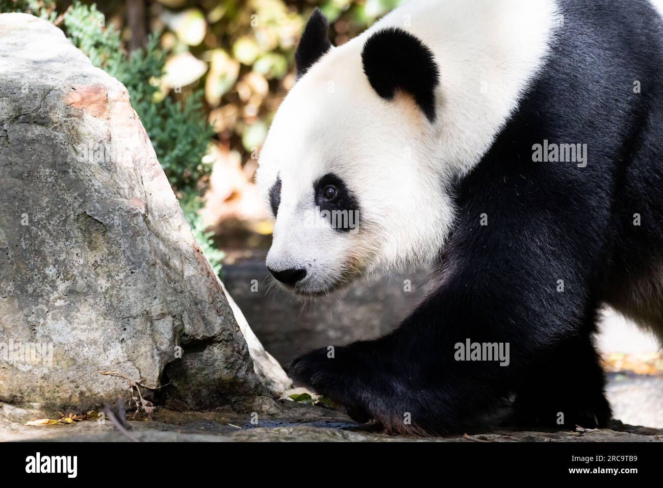 Giant Panda in Australia Stock Photo - Alamy