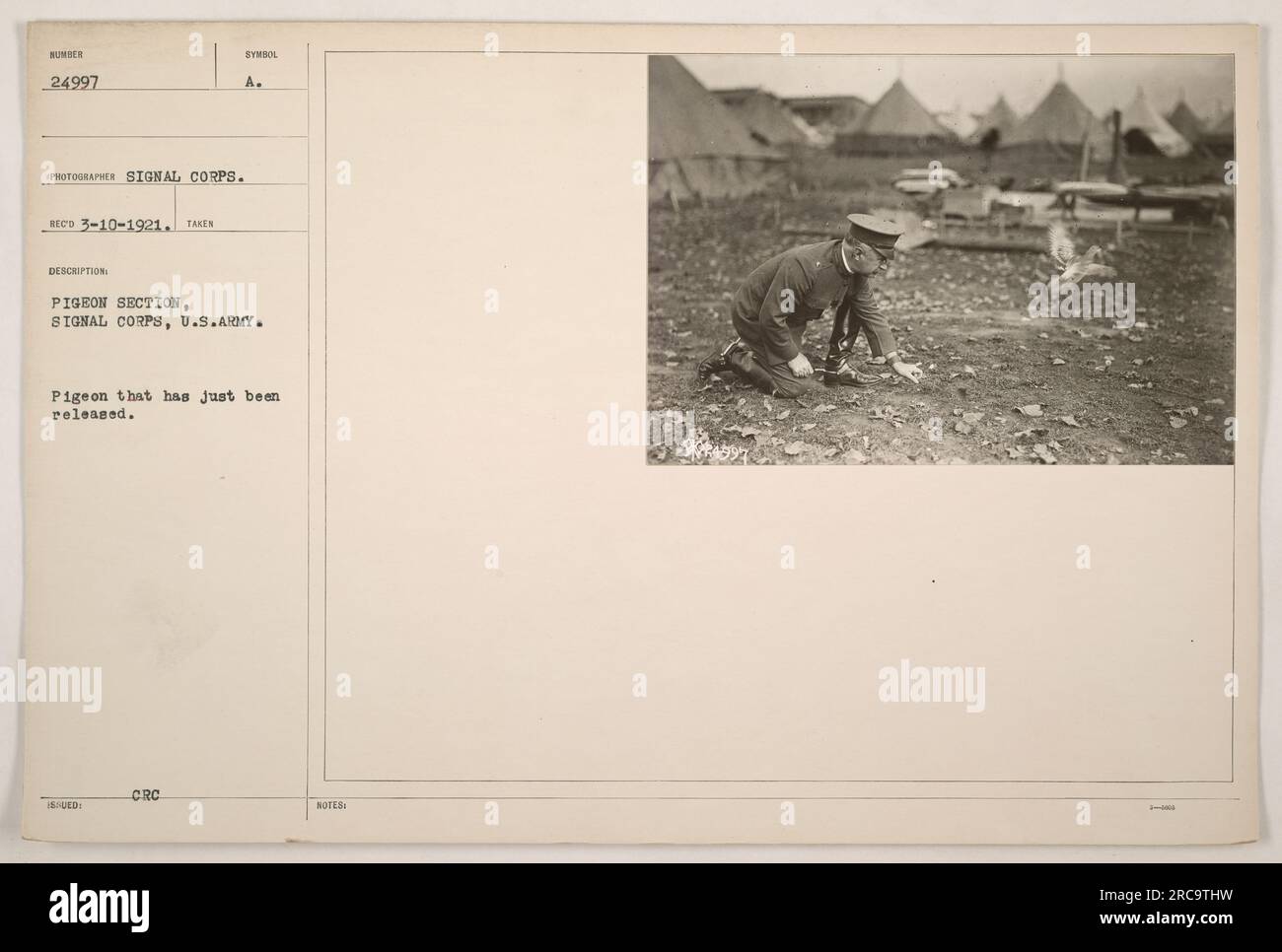 A pigeon being released by the Pigeon Section of the Signal Corps, U.S ...