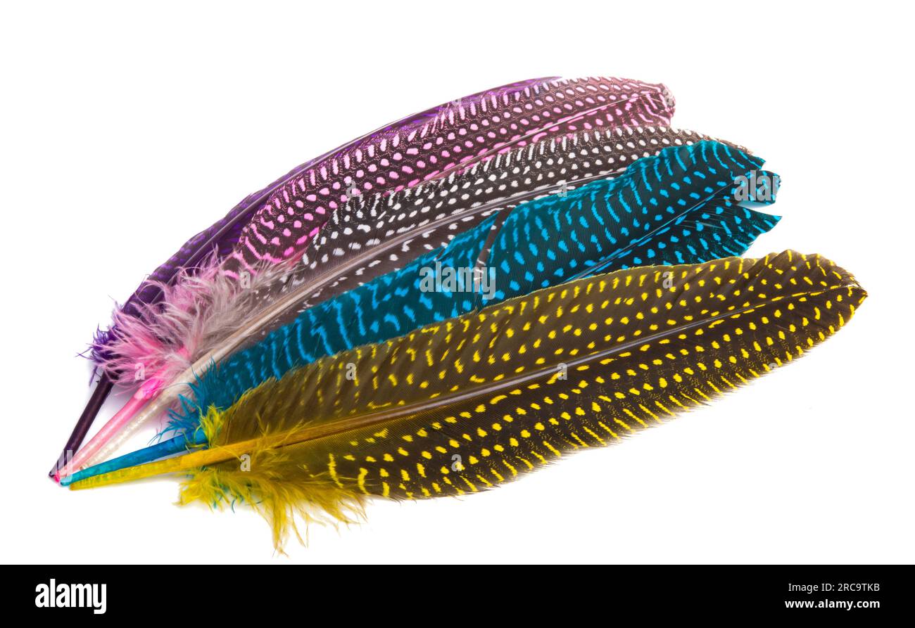colored pheasant feathers isolated on white background Stock Photo - Alamy