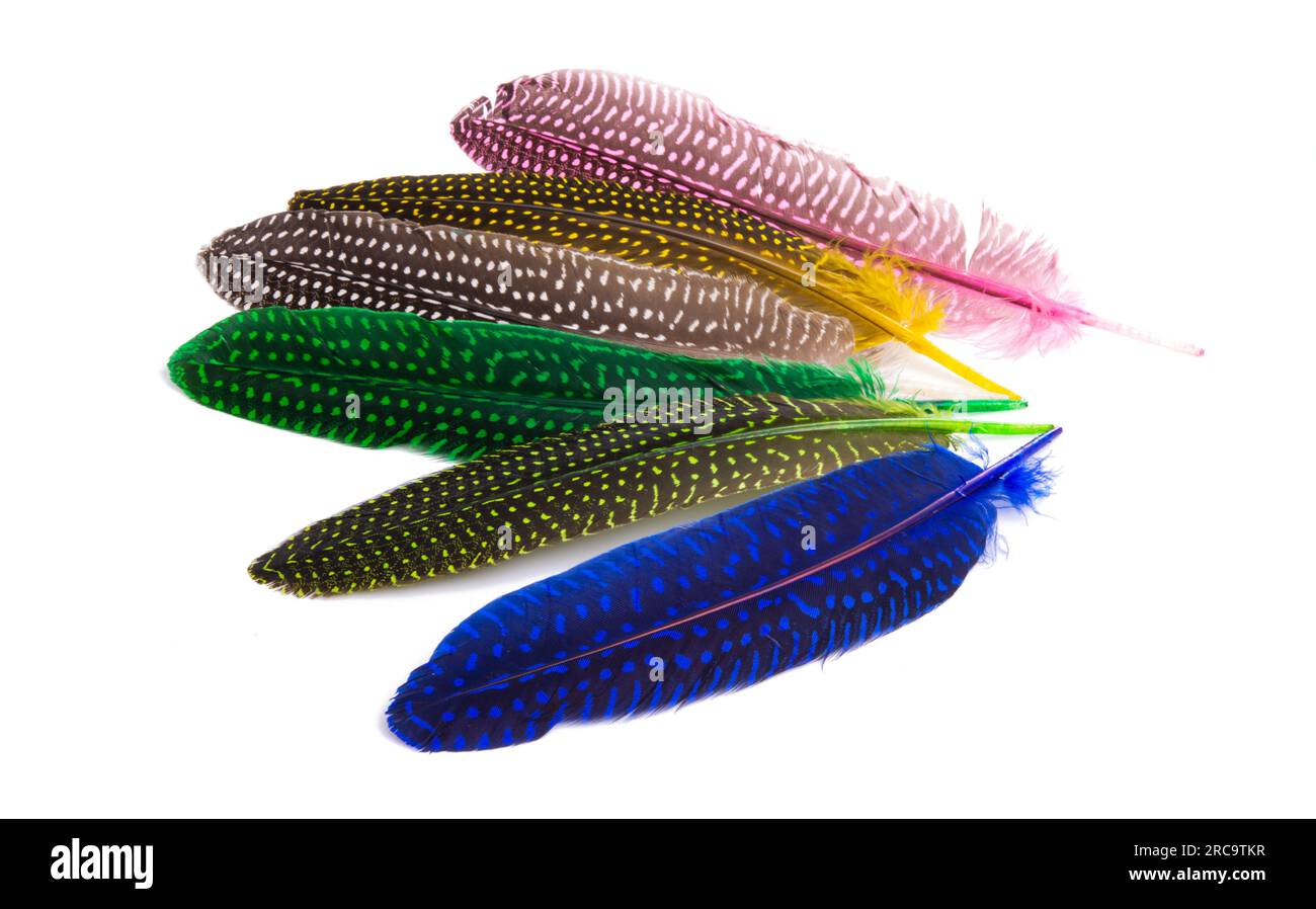 colored pheasant feathers isolated on white background Stock Photo - Alamy