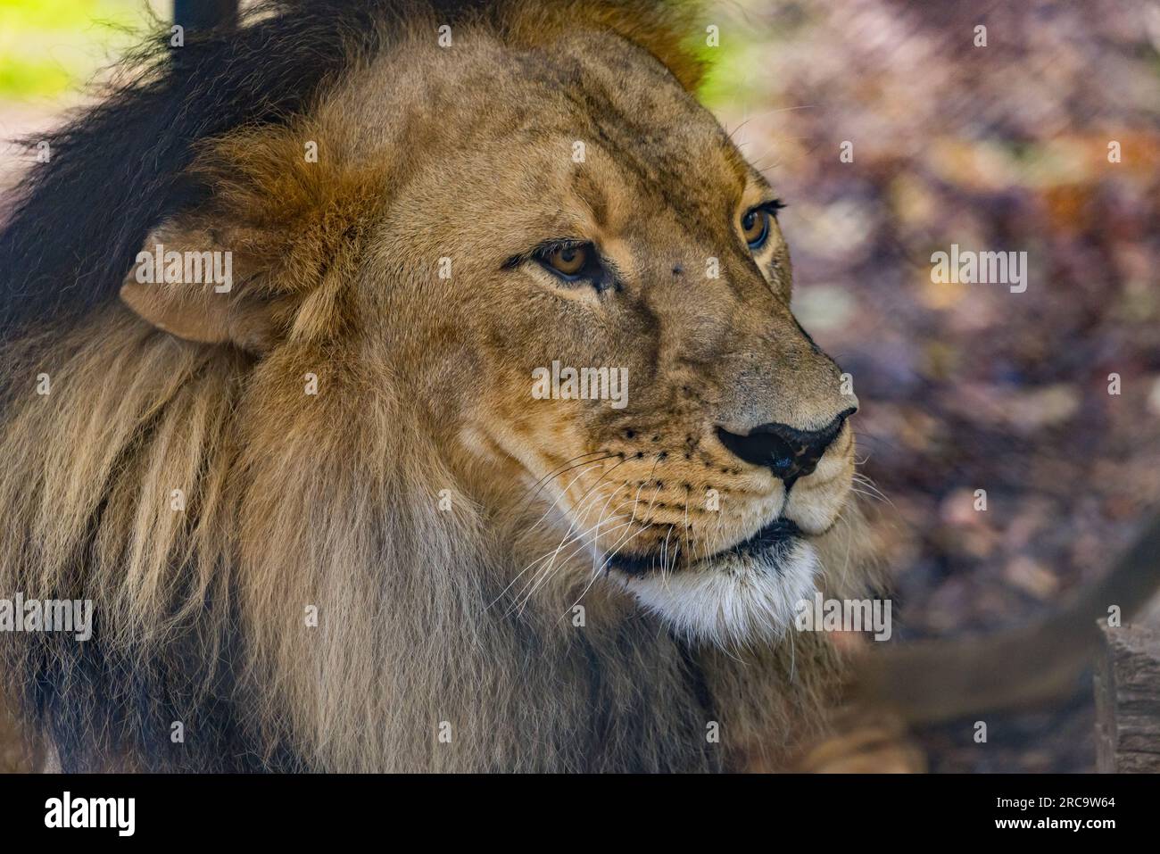 African Lion in Captivity in Australia Stock Photo - Alamy