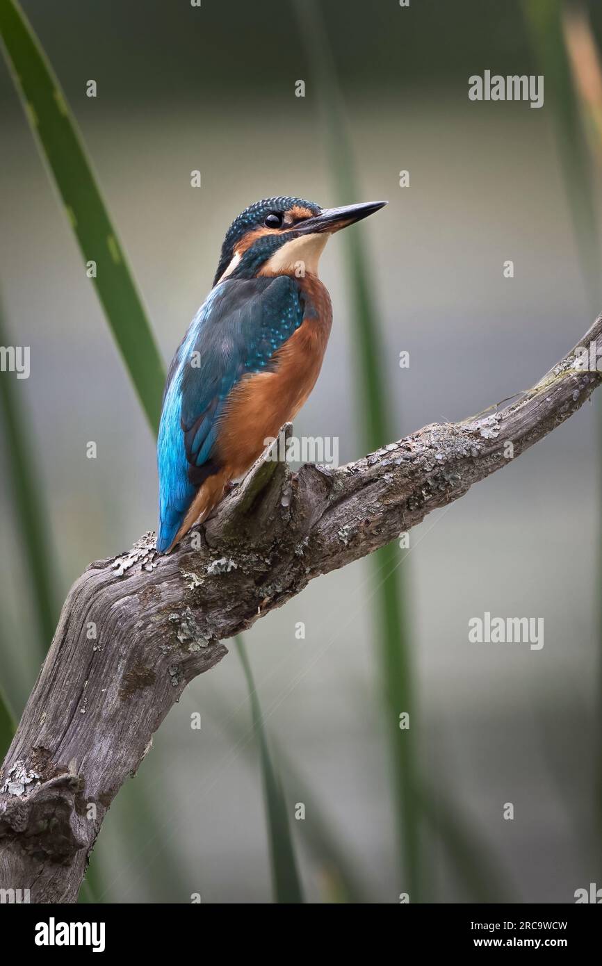 Common Kingfisher perched on an old log waiting to grab a fish swimming ...