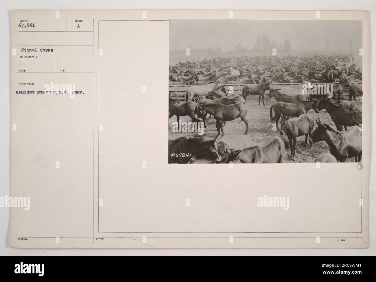 U.S. Army Remount Station. Photograph taken by the Signal Corps during ...