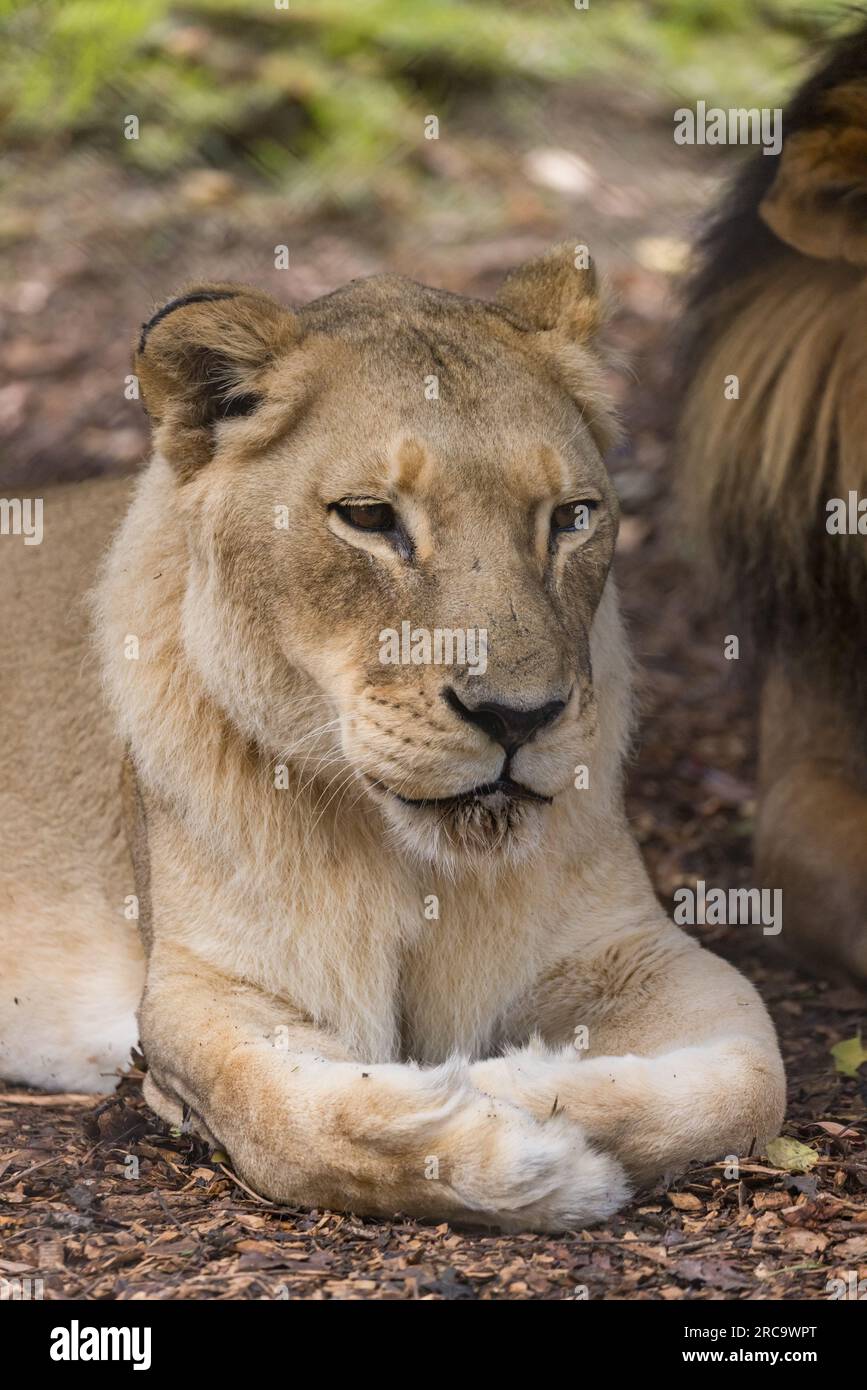 African lion safari australia hi-res stock photography and images - Alamy