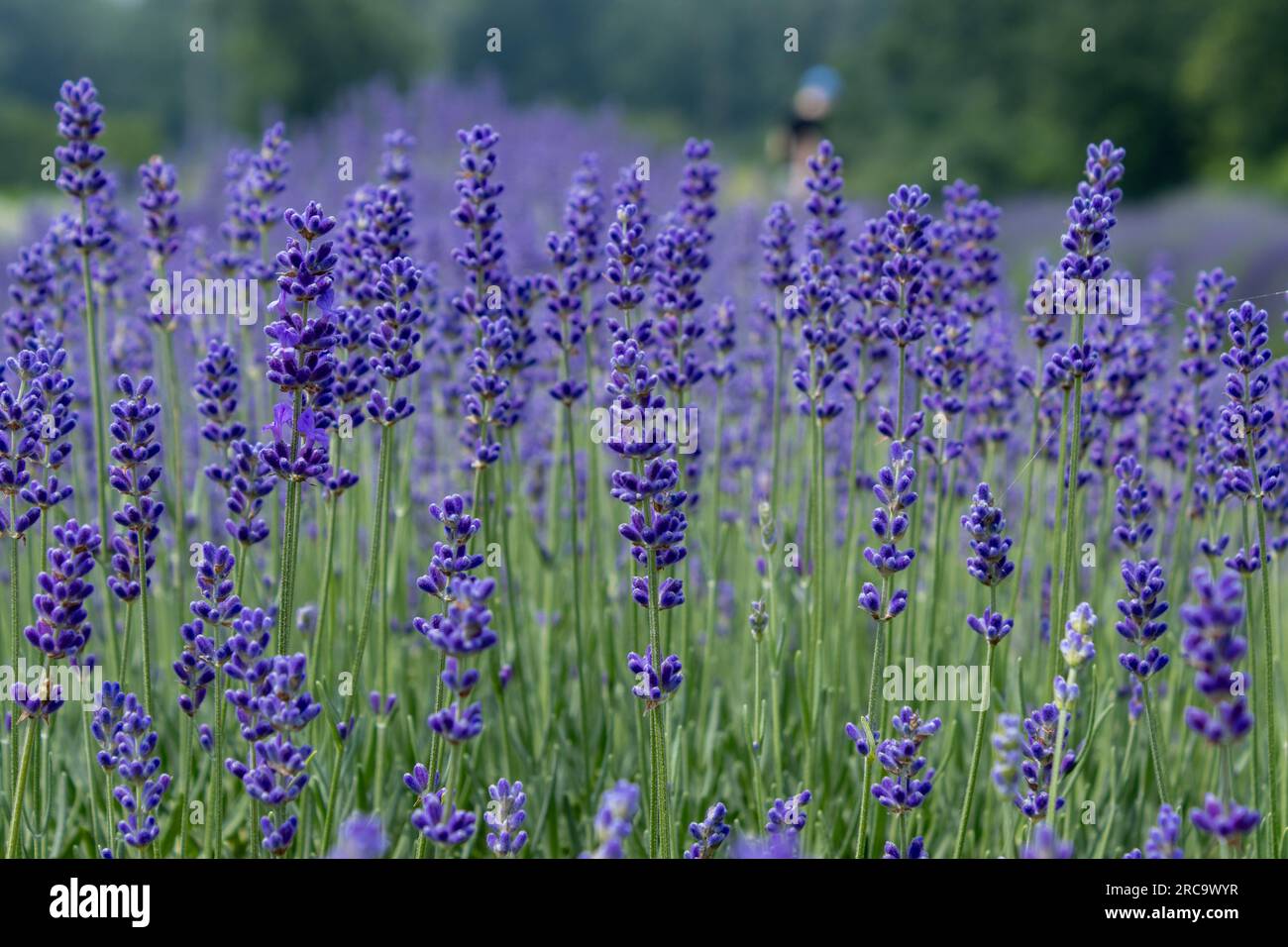 Lavender deep blue field plant hi-res stock photography and images - Alamy