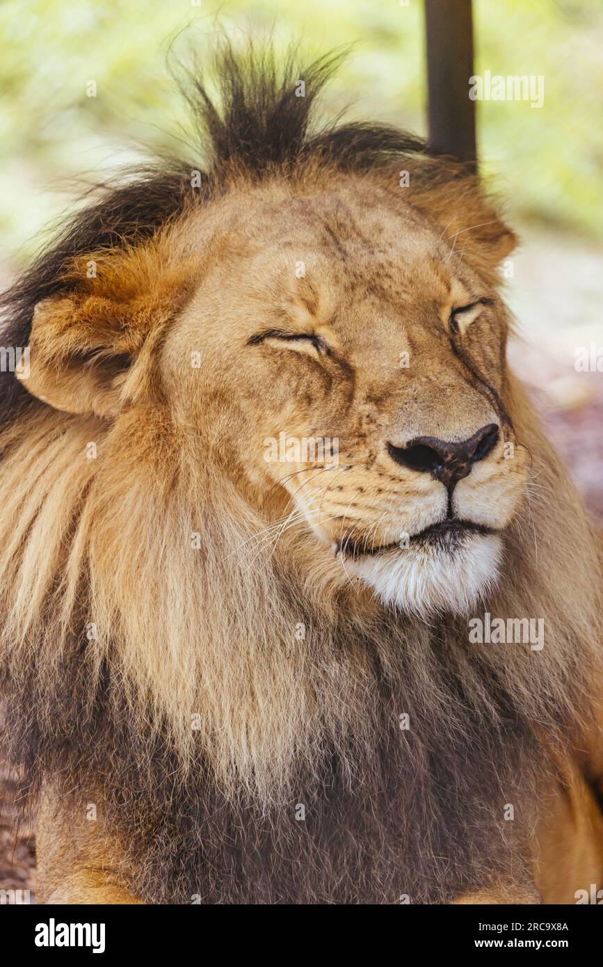 African lion safari australia hi-res stock photography and images - Alamy