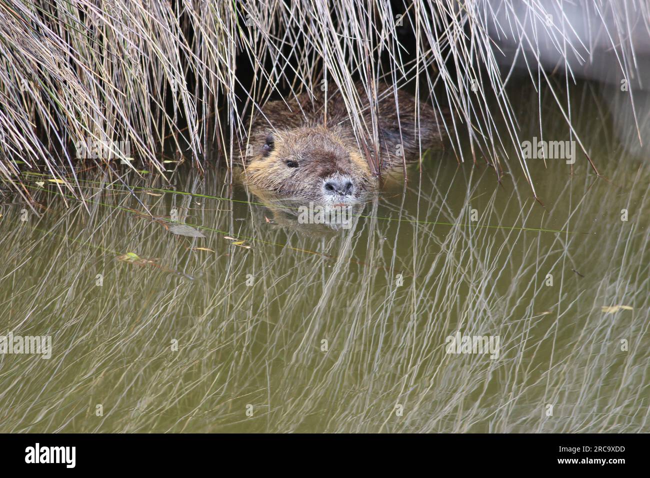 Female coypu hi-res stock photography and images - Alamy