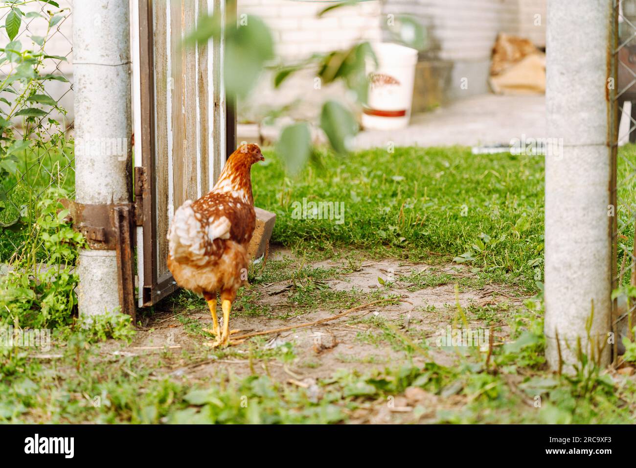 Rear view of a chicken that walks in the courtyard of a rural house ...