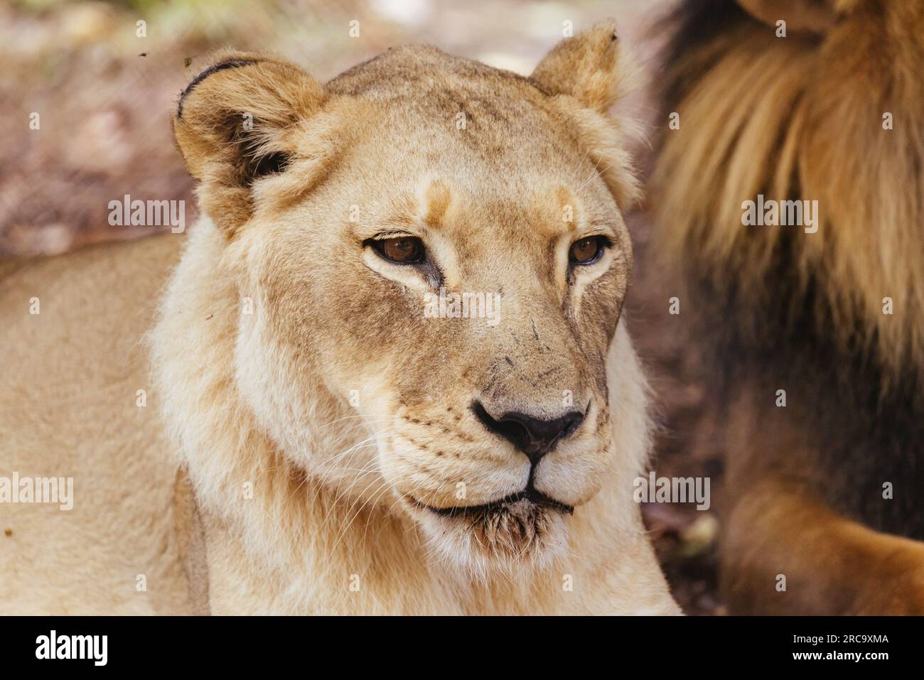 African Lion in Captivity in Australia Stock Photo - Alamy