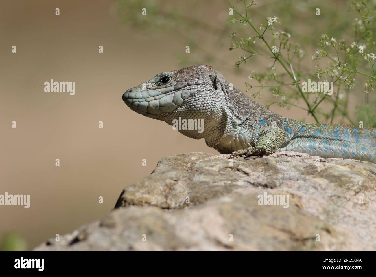 Happy lizard hi-res stock photography and images - Alamy