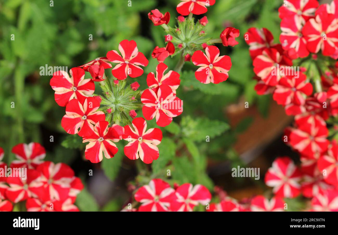 Verbena 'Voodoo Red Star' flowers Stock Photo - Alamy