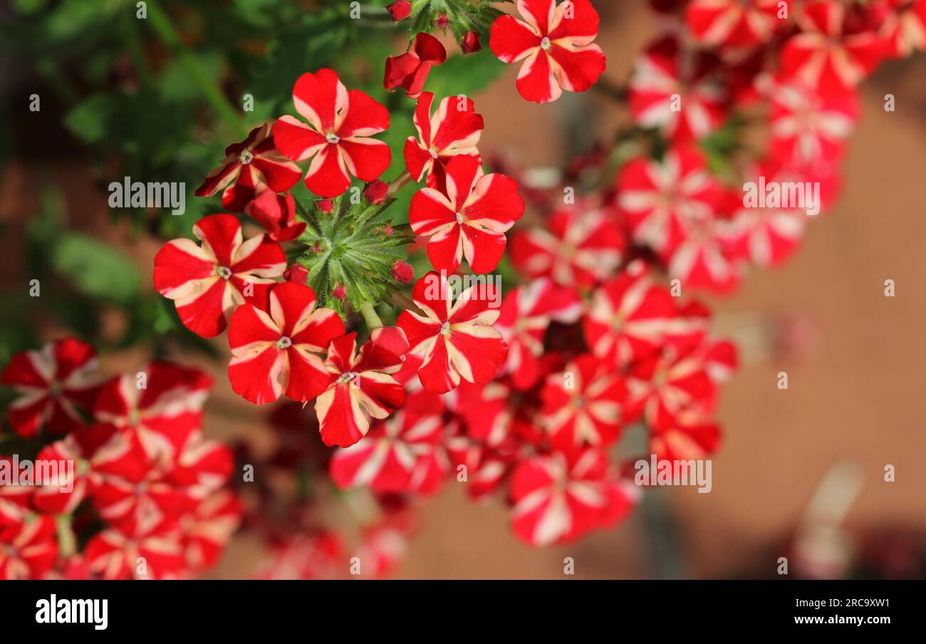 Verbena 'Voodoo Red Star' flowers Stock Photo - Alamy