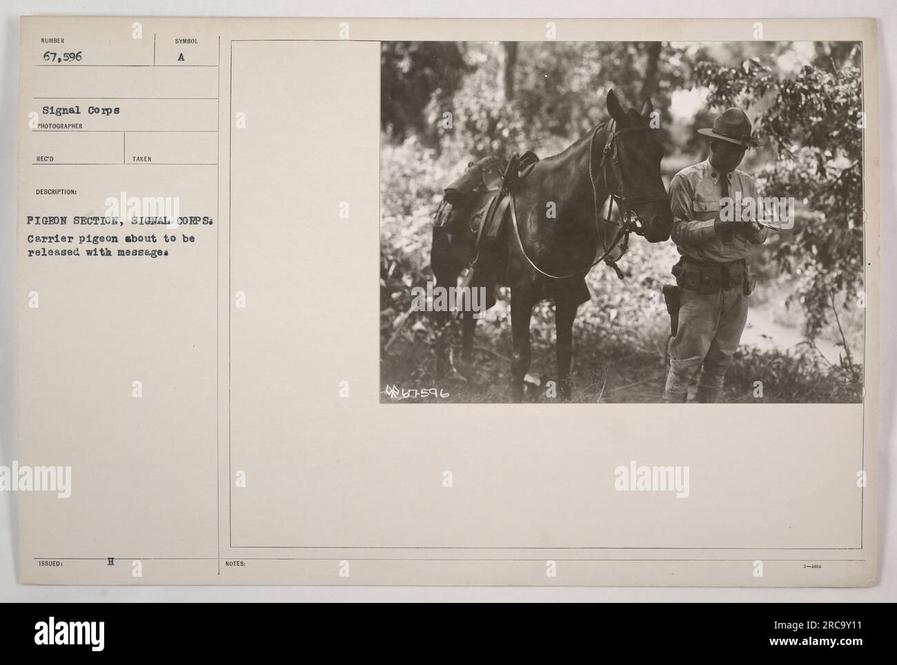 A carrier pigeon from the Pigeon Section of the Signal Corps is seen in ...