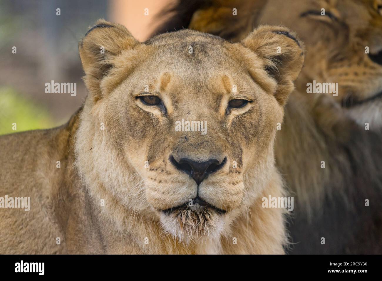 African Lion in Captivity in Australia Stock Photo - Alamy